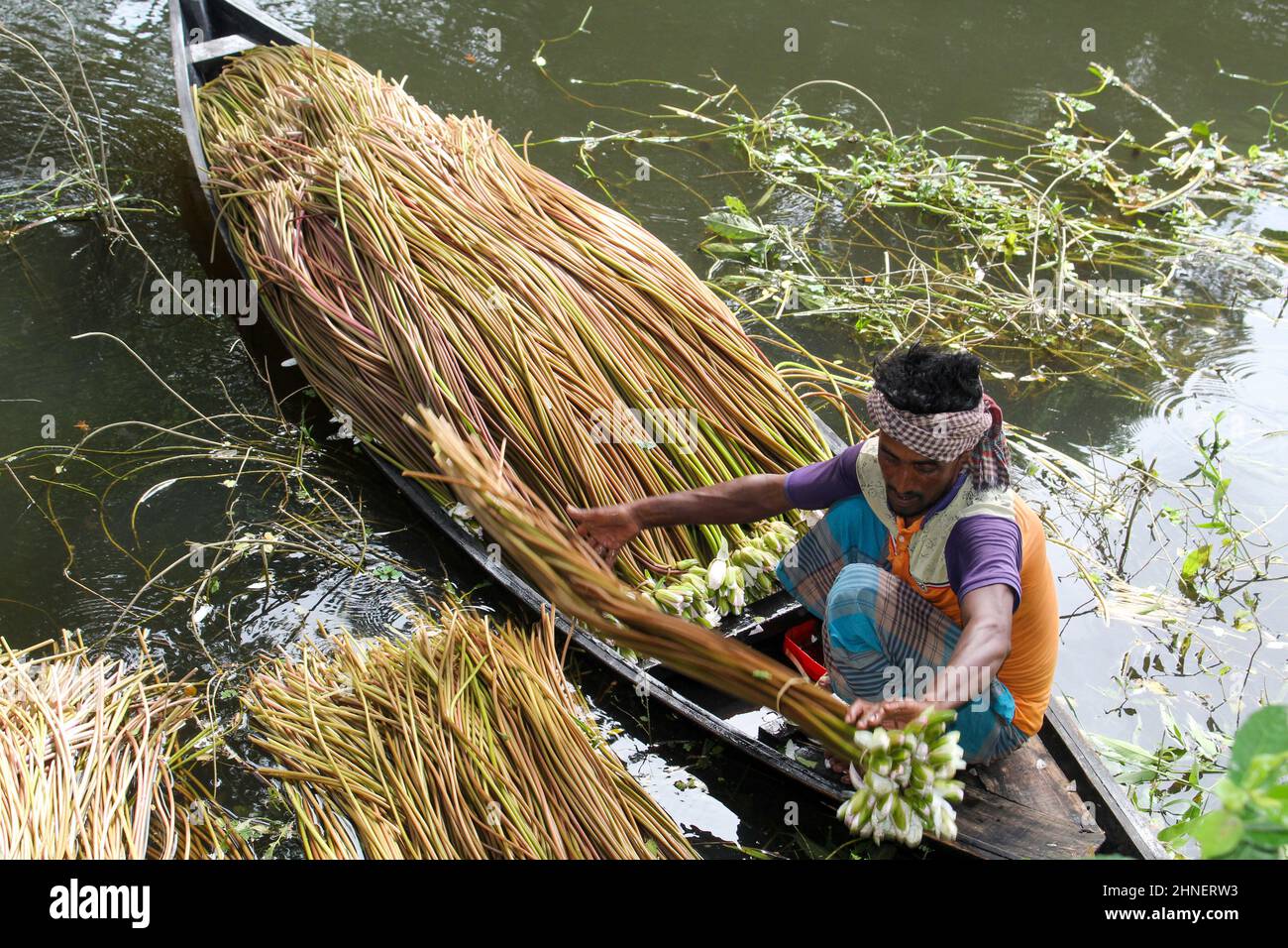 Bangladesh water lily hi-res stock photography and images - Alamy