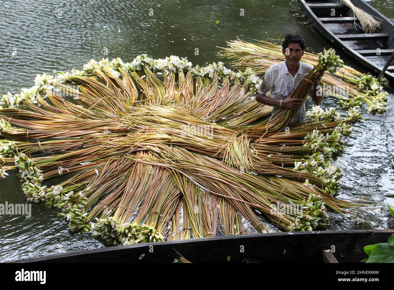 Harvesting water lilies hi-res stock photography and images - Alamy