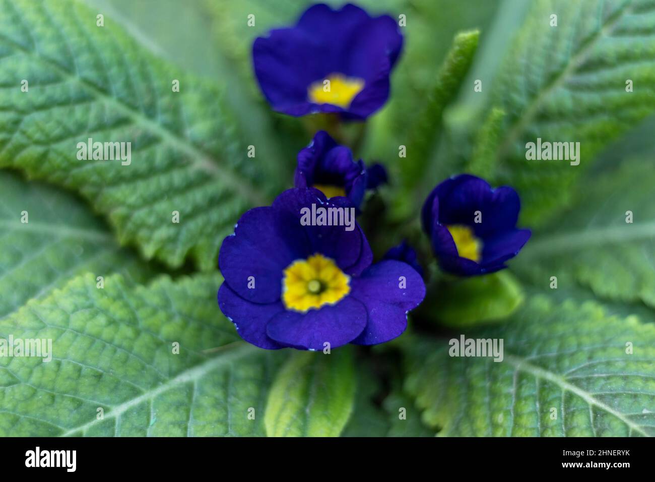 Violet primrose hi-res stock photography and images - Alamy