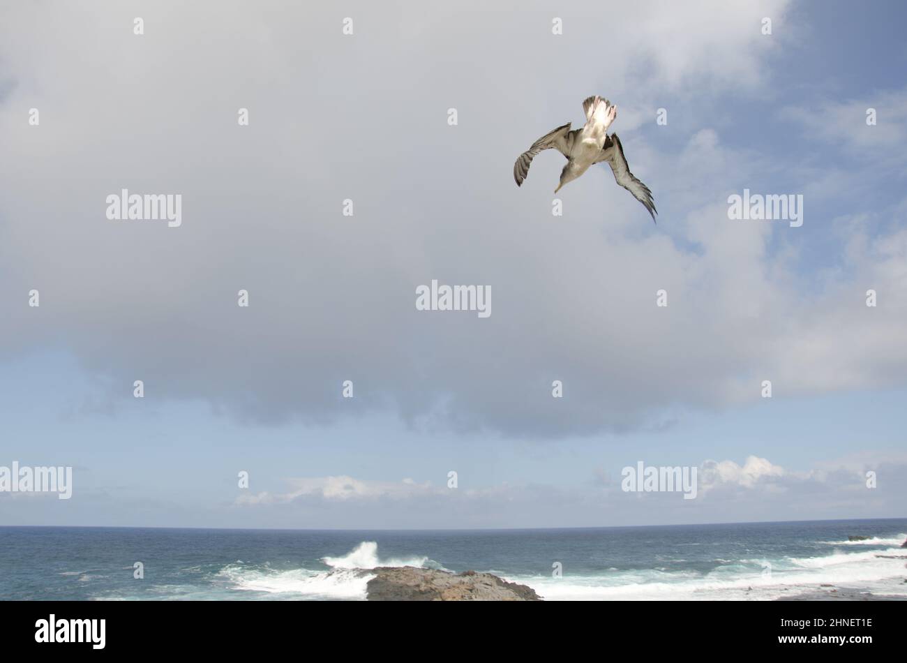 Juvenile Cory's shearwater Calonectris borealis taking flight. Gran ...