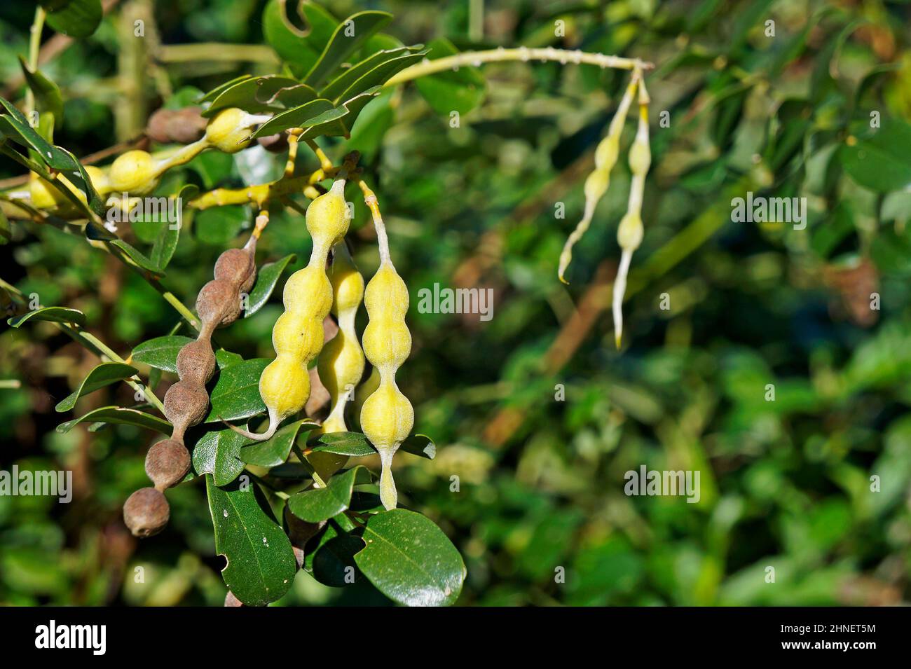 Native plant seed seeds hi-res stock photography and images - Alamy