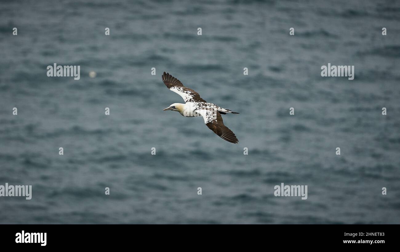 Shot birds flying over hi-res stock photography and images - Alamy