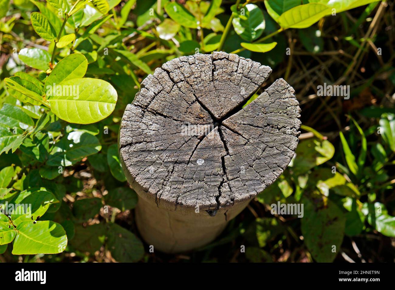 Cut tree trunk on tropical rainforest Stock Photo - Alamy