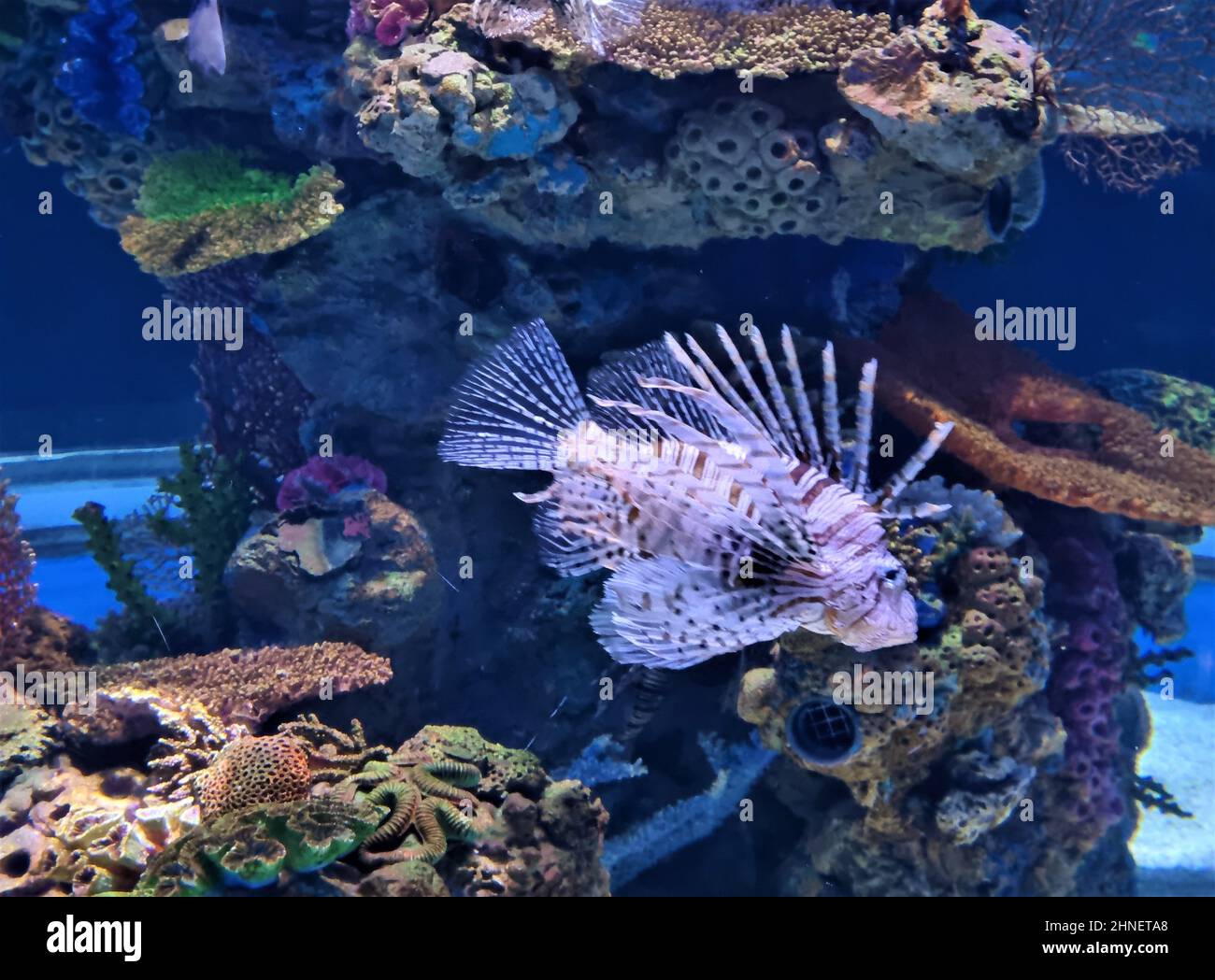 Tropical fish swimming in a freshwater aquarium Stock Photo - Alamy