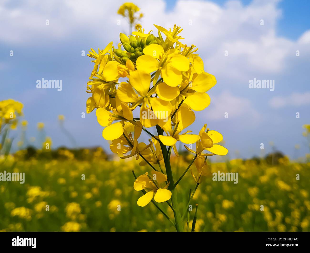 Beautiful shot mustard field hi-res stock photography and images - Alamy