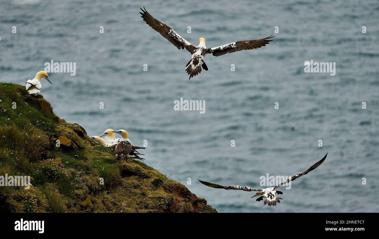 Shot of birds flying over the ocean Stock Photo - Alamy