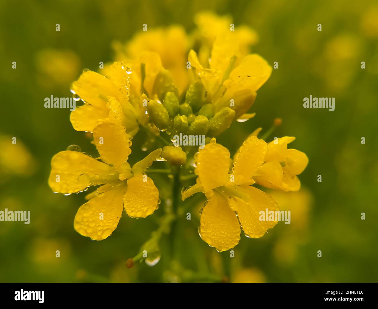 Macro shot of yellow rapeseed flower in the field with water drops on ...