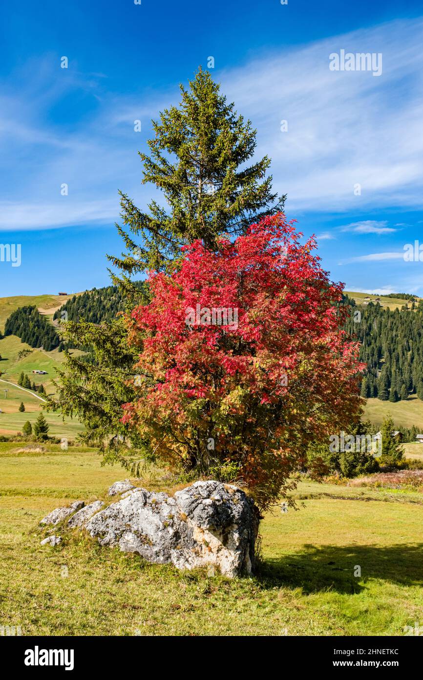 Hilly agricultural countryside with pastures and colorful trees at ...