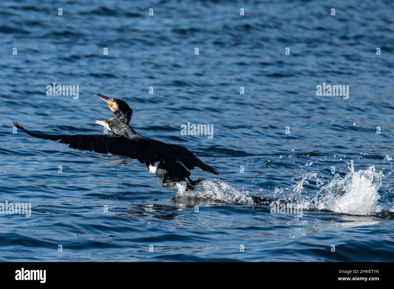 Cormorant take off splash hi-res stock photography and images - Alamy