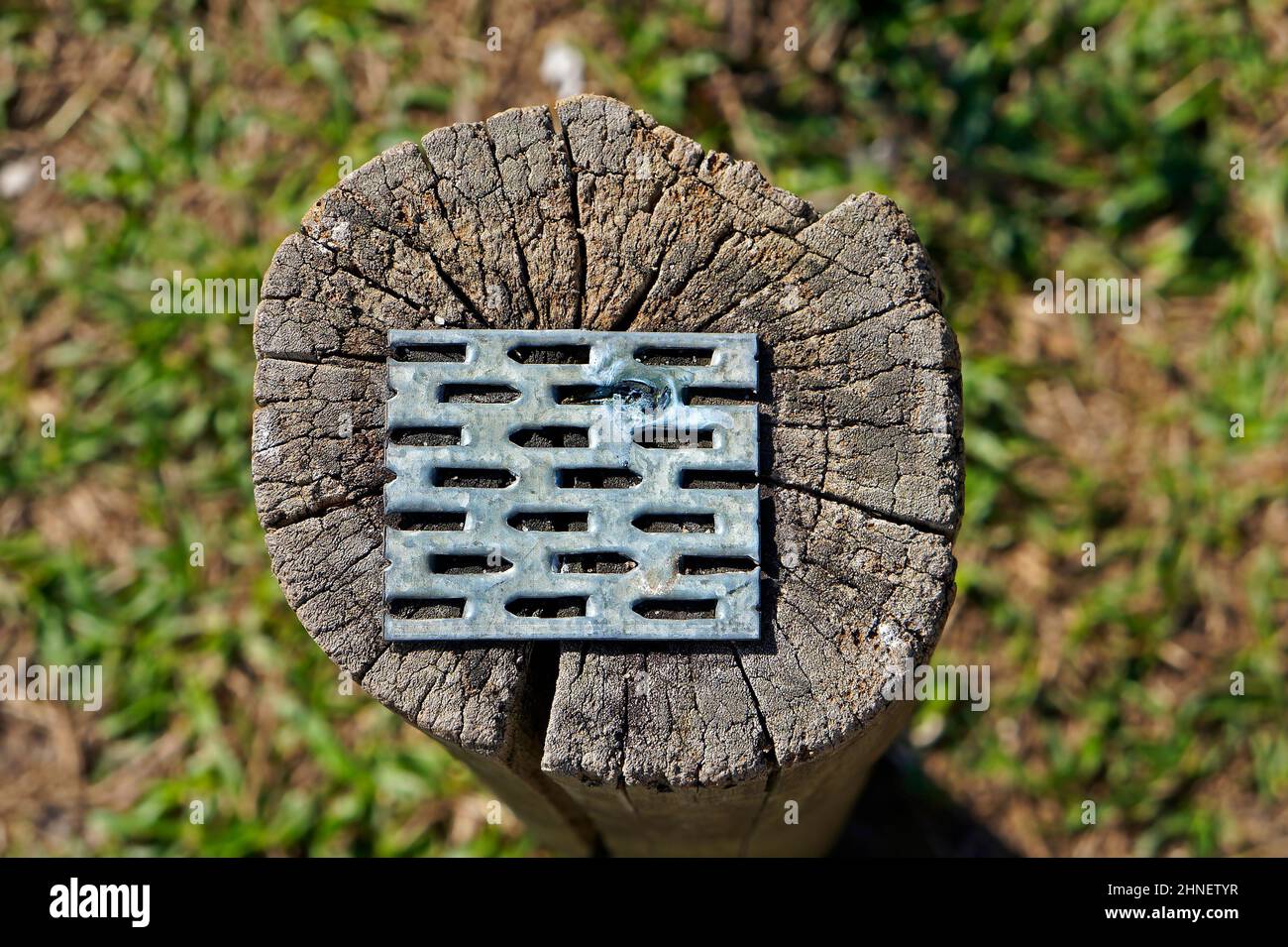Cut tree trunk on tropical rainforest Stock Photo - Alamy