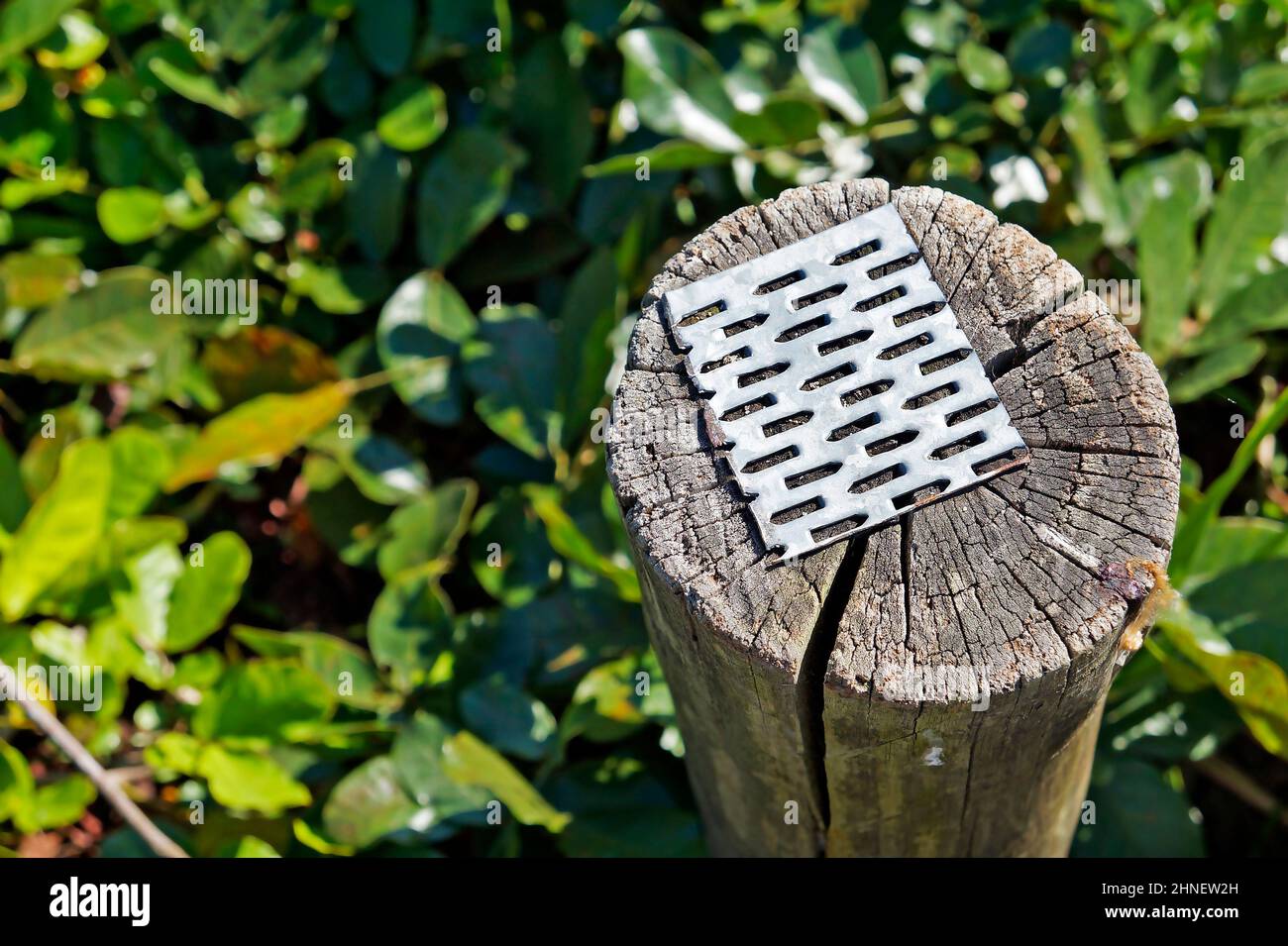 Cut tree trunk on tropical rainforest Stock Photo - Alamy