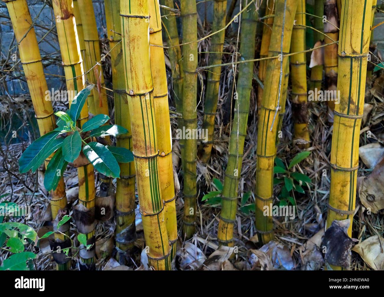 Bamboo in the tropical forest Stock Photo - Alamy