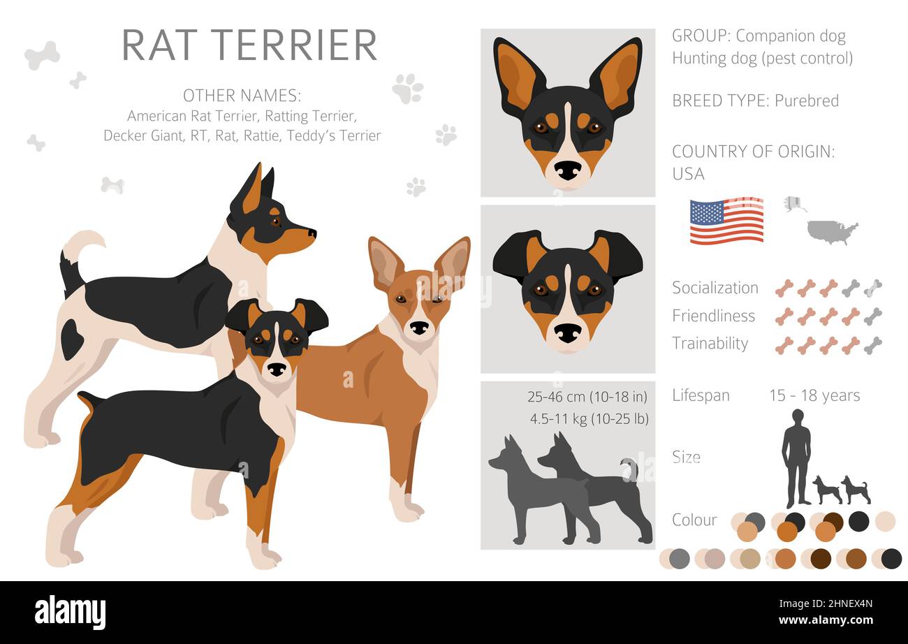 Rat terrier clipart. Different poses, coat colors set. Vector ...