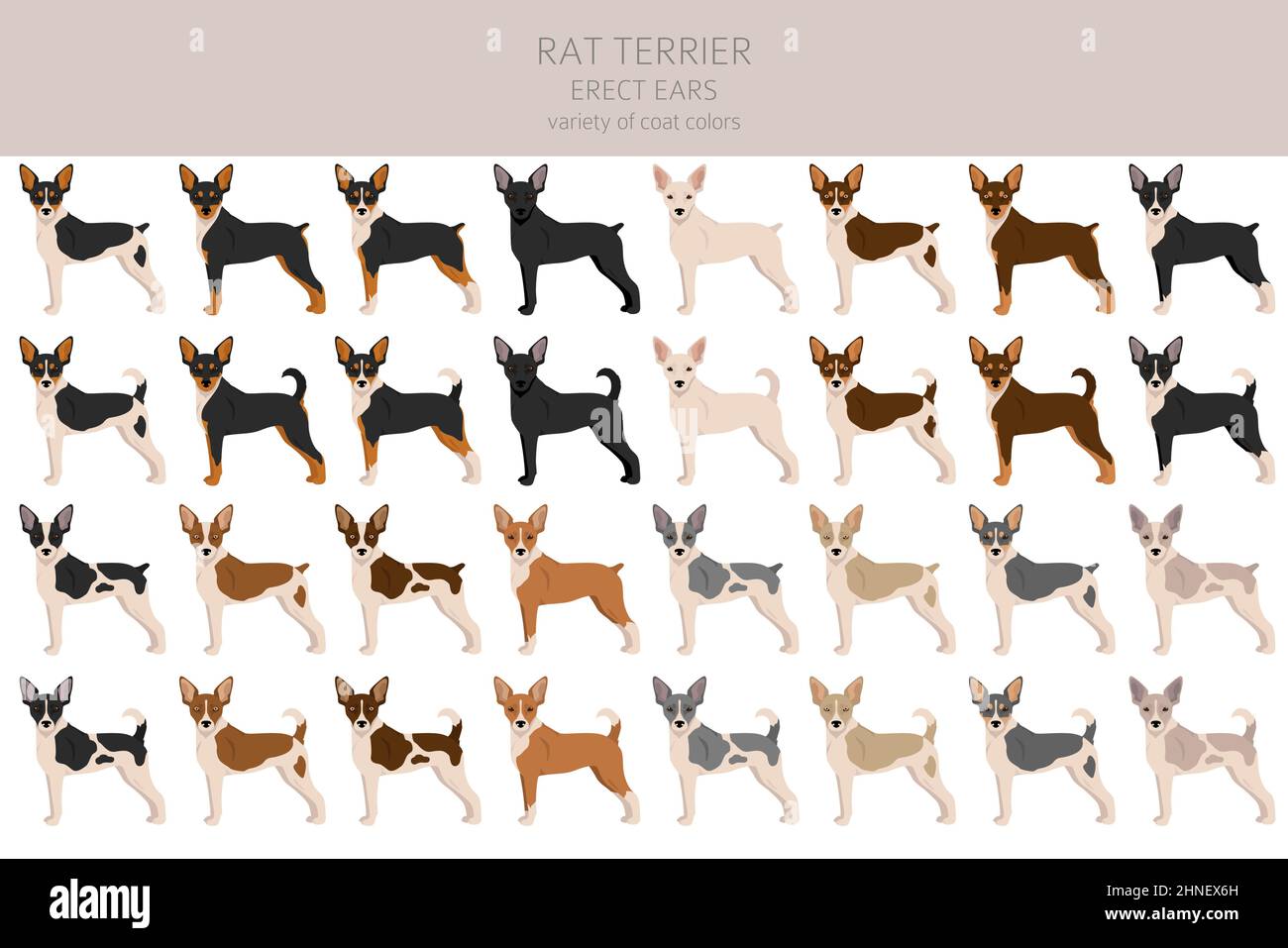 Rat terrier clipart. Different poses, coat colors set. Vector ...