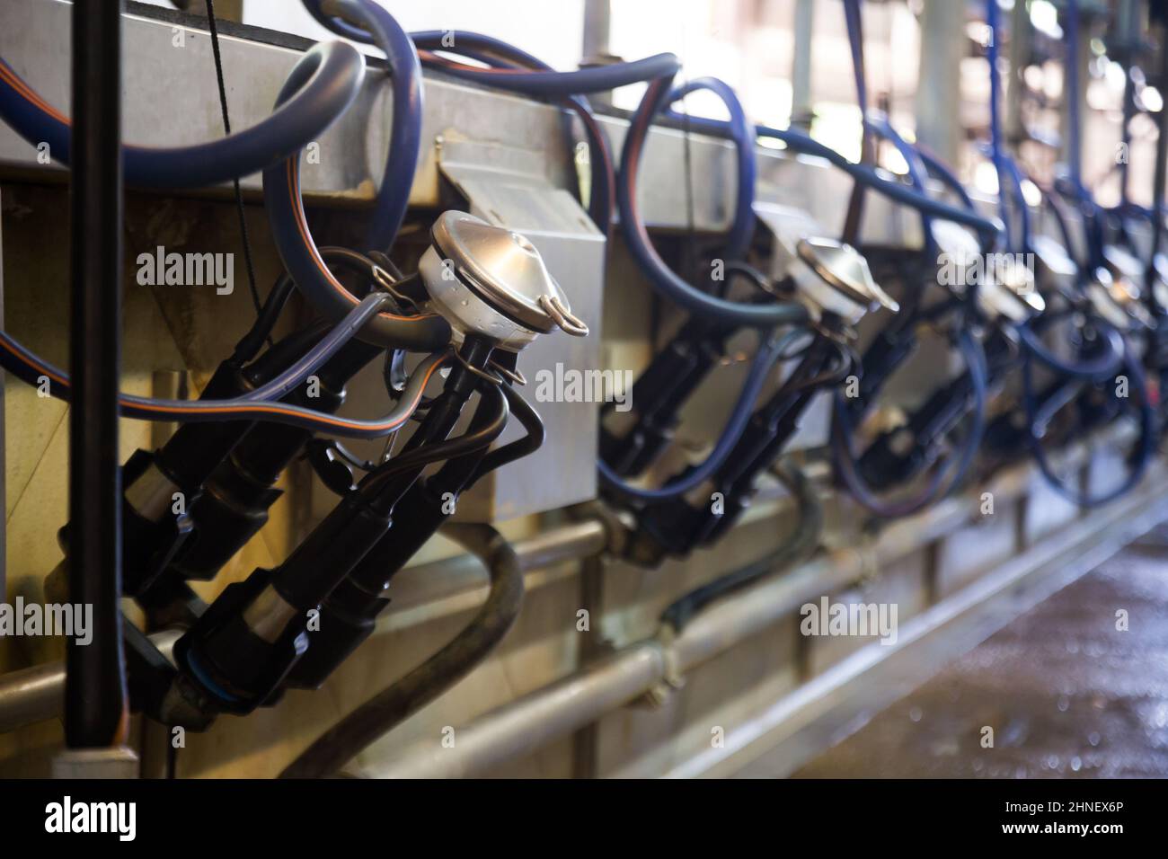 Close up of automatic milking cluster Stock Photo - Alamy