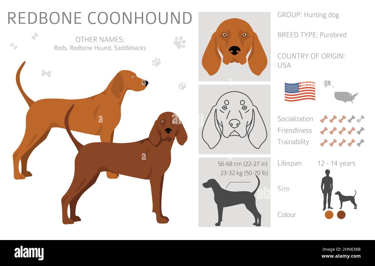 Redbone Coonhound Hunting Dogs