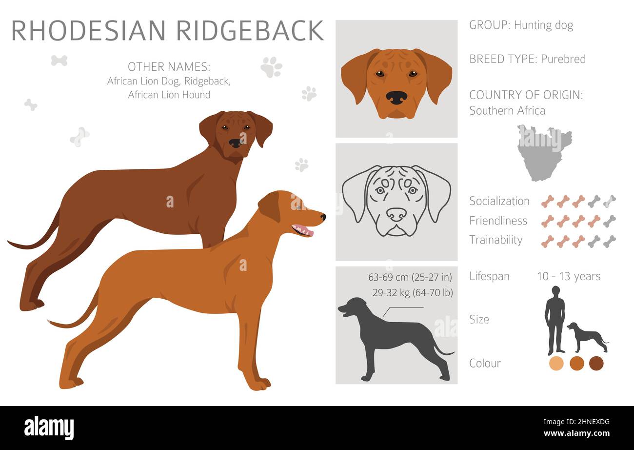 Ridgeback vector vectors Cut Out Stock Images & Pictures - Alamy