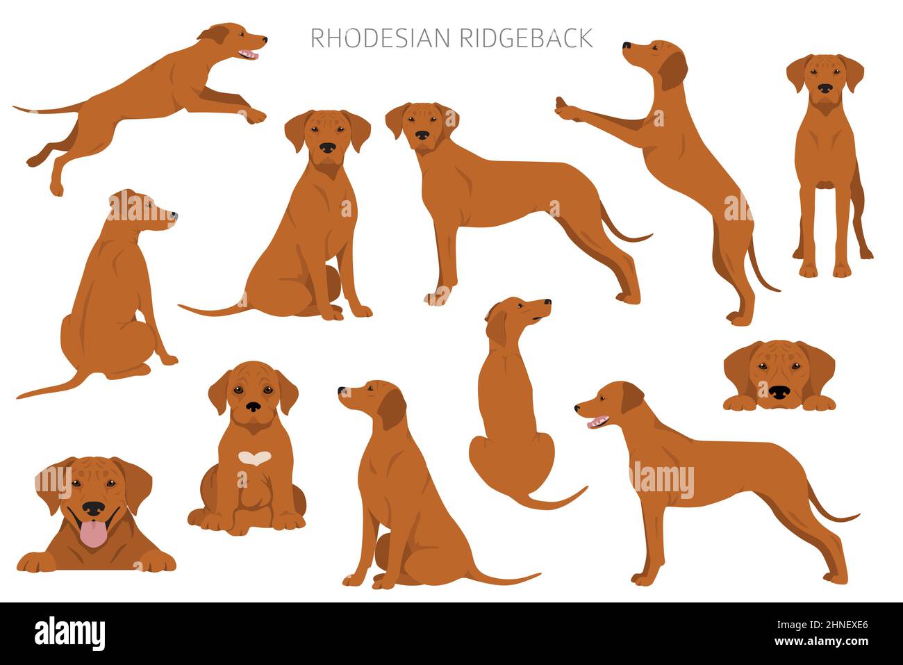 Rhodesian ridgeback clipart. Different poses, coat colors set. Vector ...