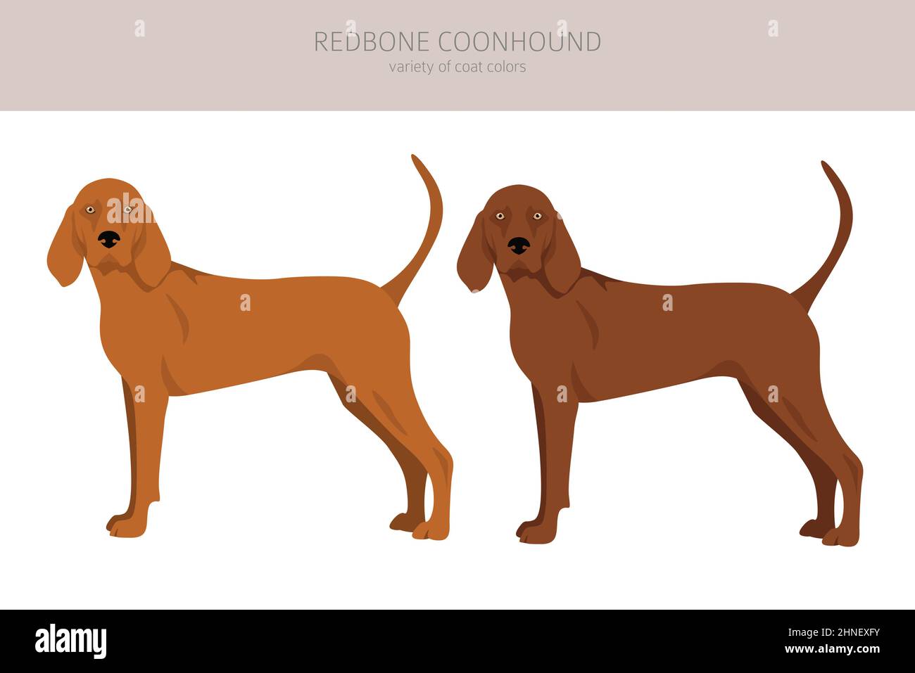 Redbone Coonhound Treeing Drawing