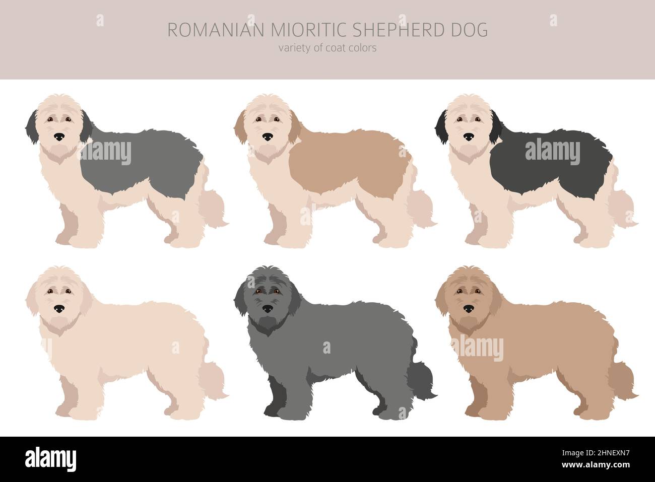 Romanian Mioritic shepherd dog clipart. Different poses, coat colors ...
