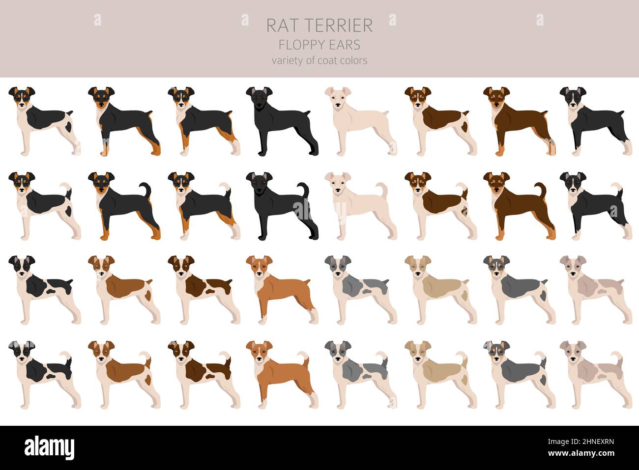 Rat terrier clipart. Different poses, coat colors set. Vector ...