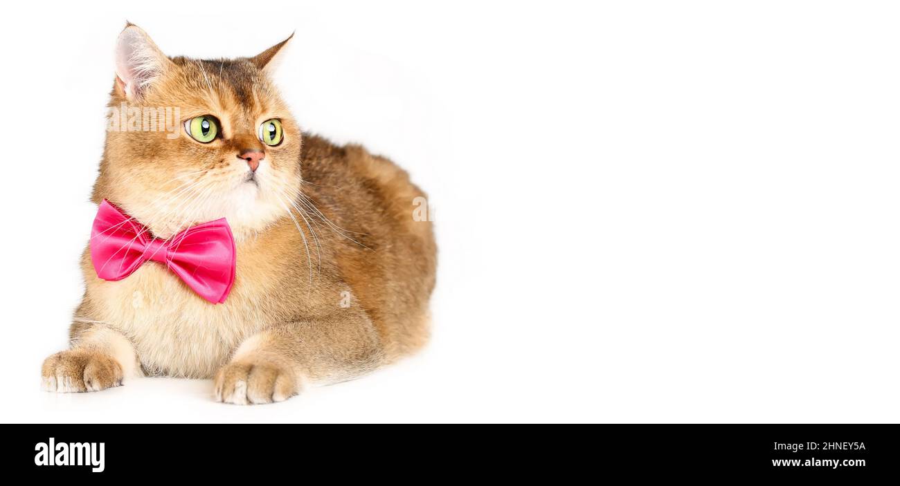 British shorthair cat in pink bow tie lying down isolated on white ...