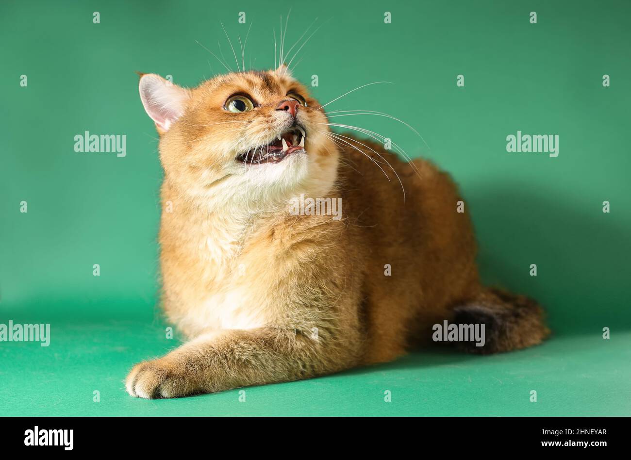 Angry british shorthair cat hissing on green background Stock Photo - Alamy