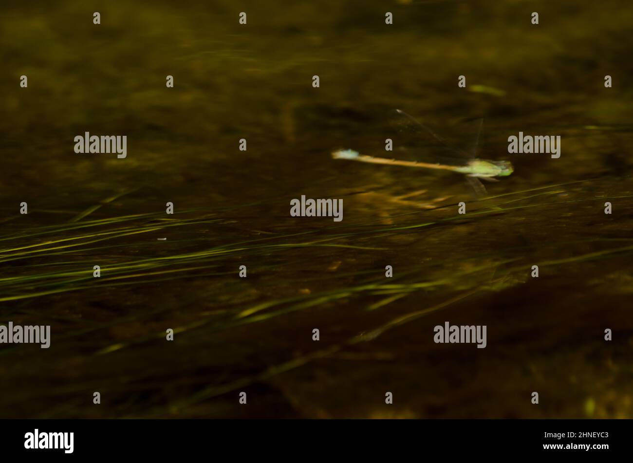 Female blue tail Ischnura saharensis flying. Tony Gallardo Park ...
