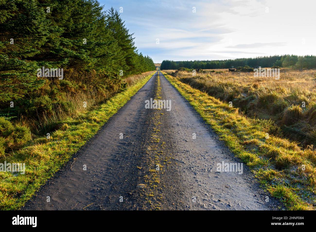 Conifer plantation hi-res stock photography and images - Alamy