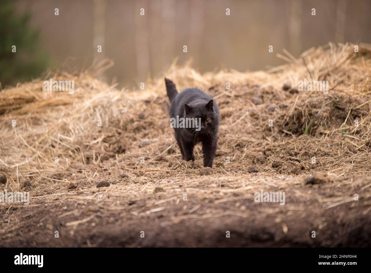 Black cat on a country haystacks at the sunset on nature Stock Photo ...