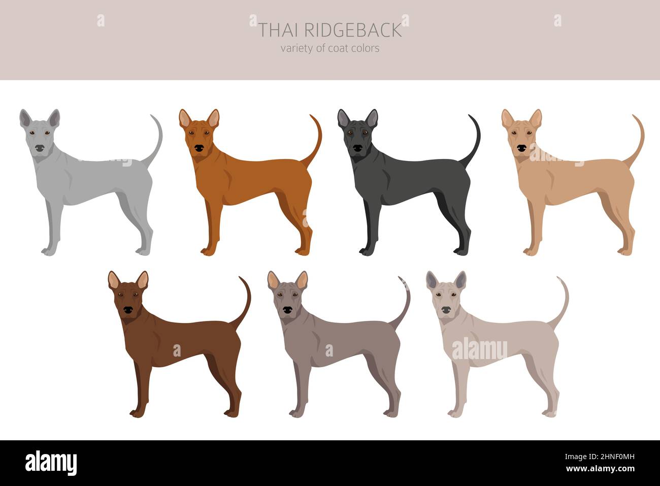 Thai Ridgeback Colors