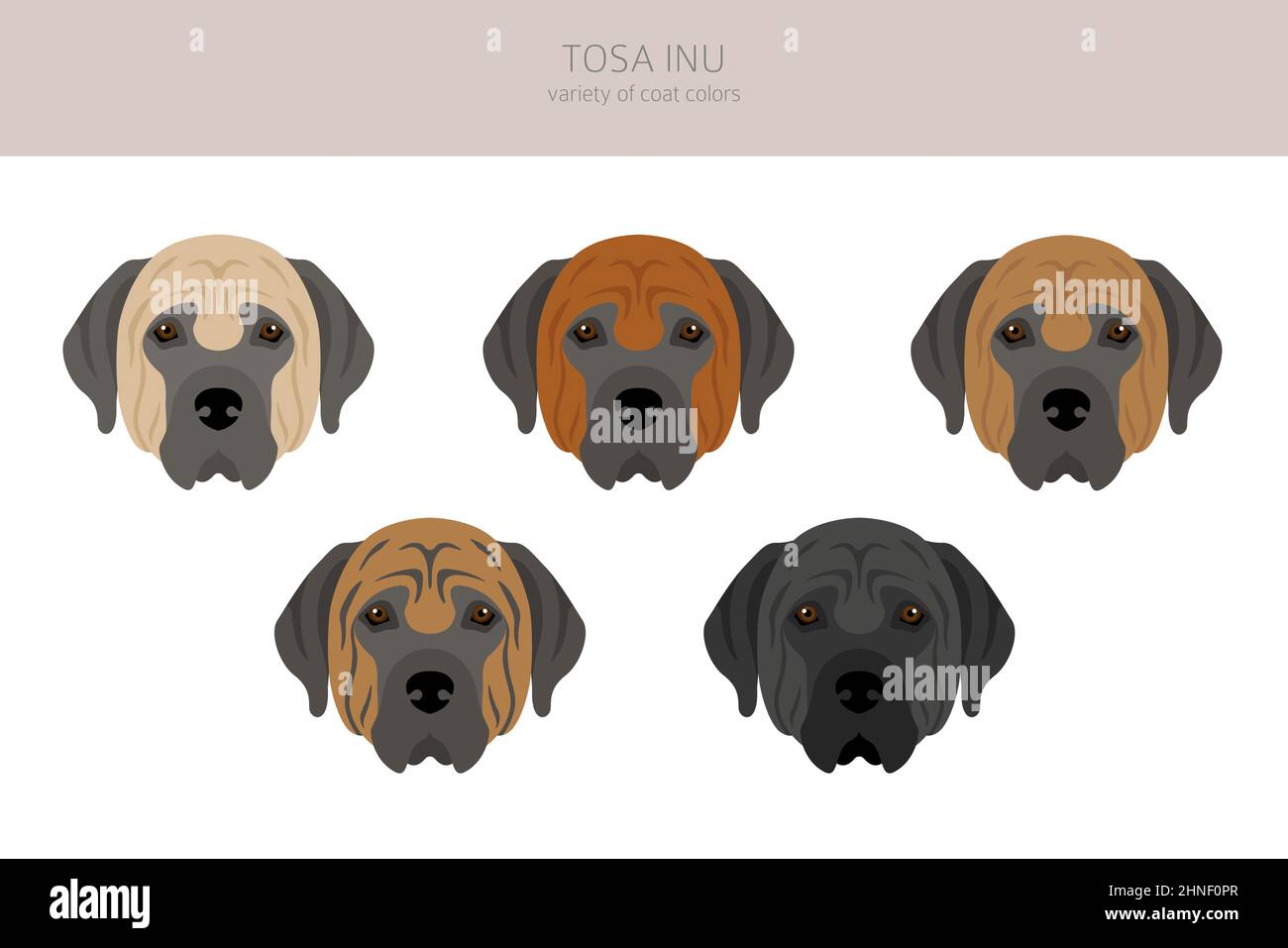 Tosa Inu clipart. Different poses, coat colors set. Vector illustration ...