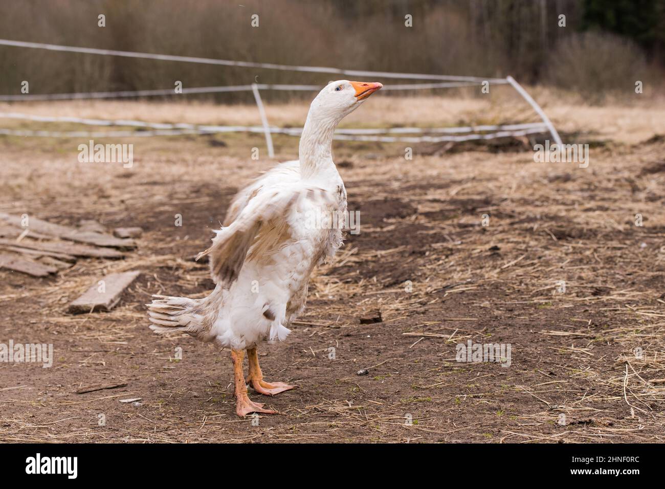 old white goose portait on nature outdoor Stock Photo - Alamy