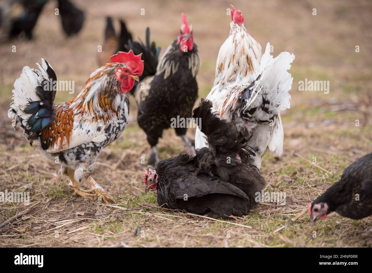 Rooster and a chicken mating in the hayloft Stock Photo - Alamy