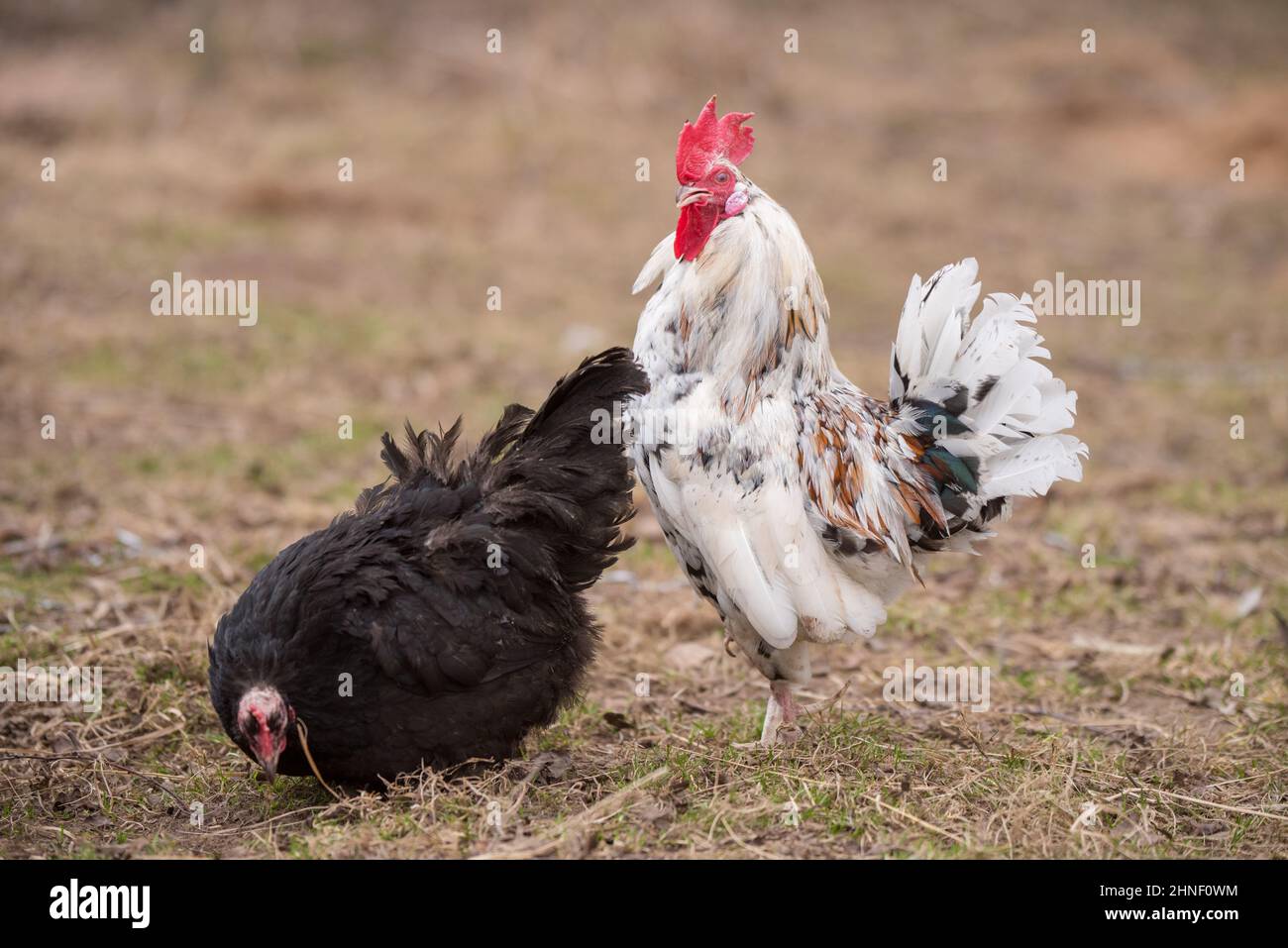 Rooster and a chicken mating in the hayloft Stock Photo - Alamy
