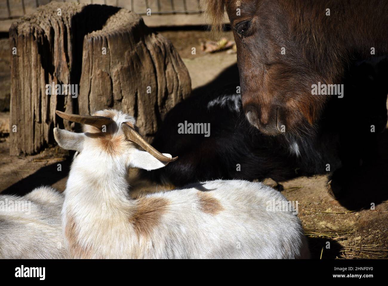 Brown Donkey and Spotted White Goat Become Acquainted with One Another ...