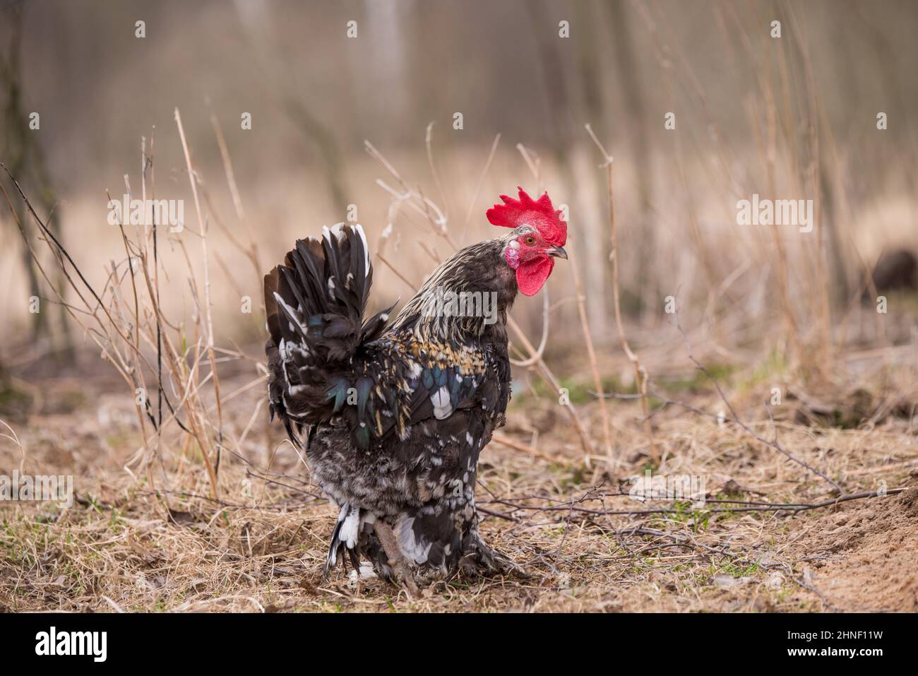 Rooster outside in the village on nature Stock Photo - Alamy