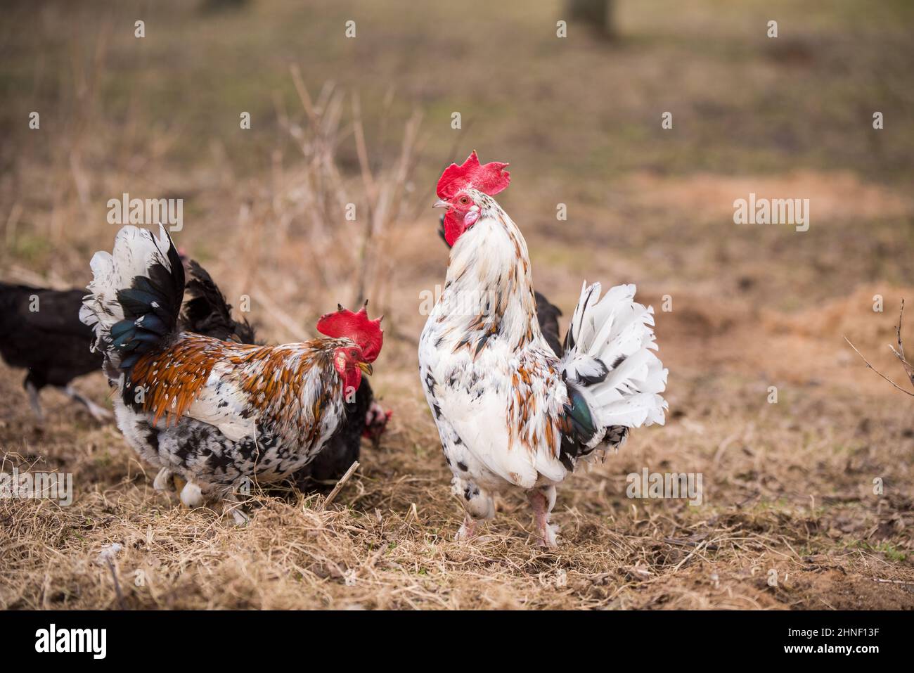 Roosters and hens walking around the poultry yard Stock Photo - Alamy