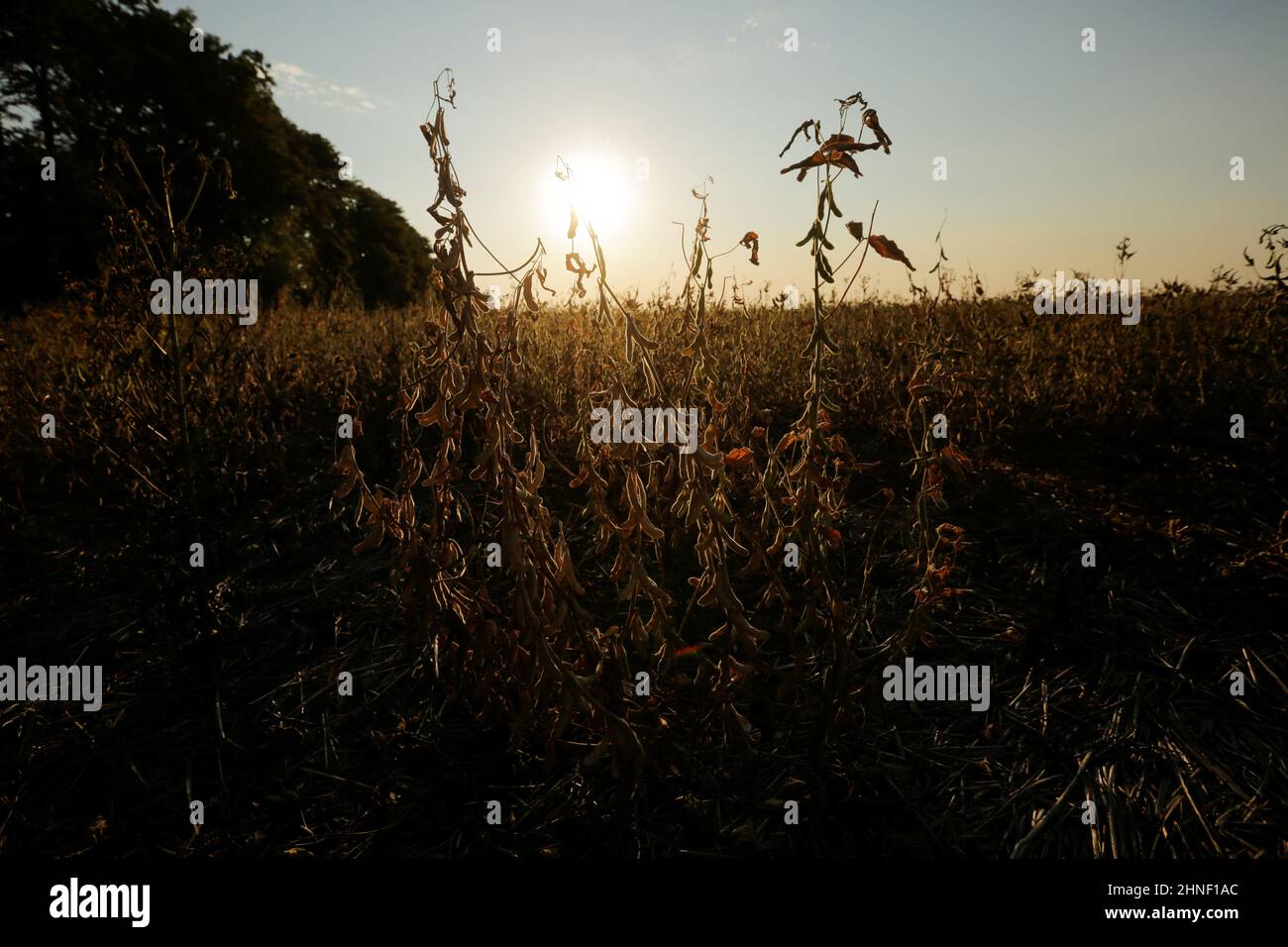 Soy harvest paraguay hi-res stock photography and images - Alamy