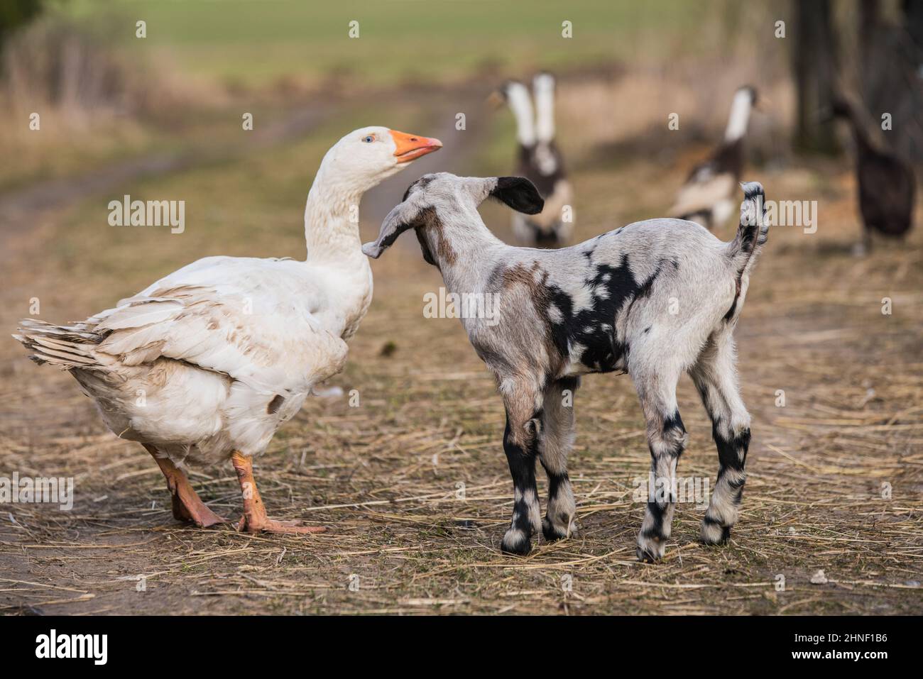 Small goat with white goose outside on the yard Stock Photo - Alamy