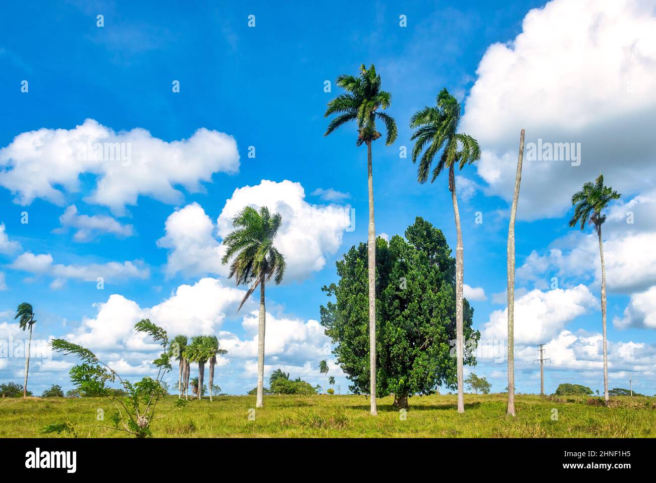 Cuban landscape with royal palm trees, Ciego de Avila, Cuba Stock Photo ...