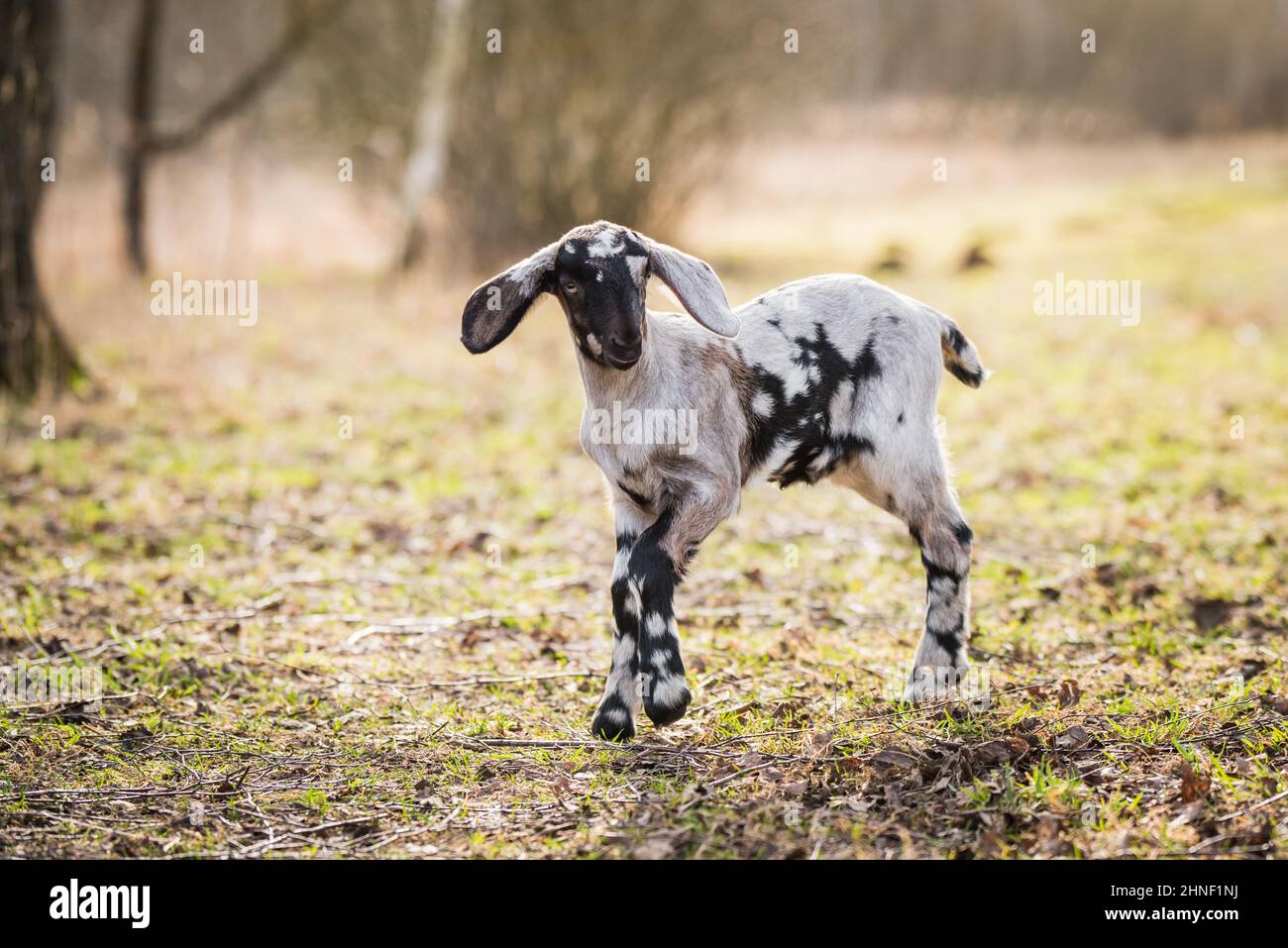 Small south african boer goat doeling portrait on nature Stock Photo ...
