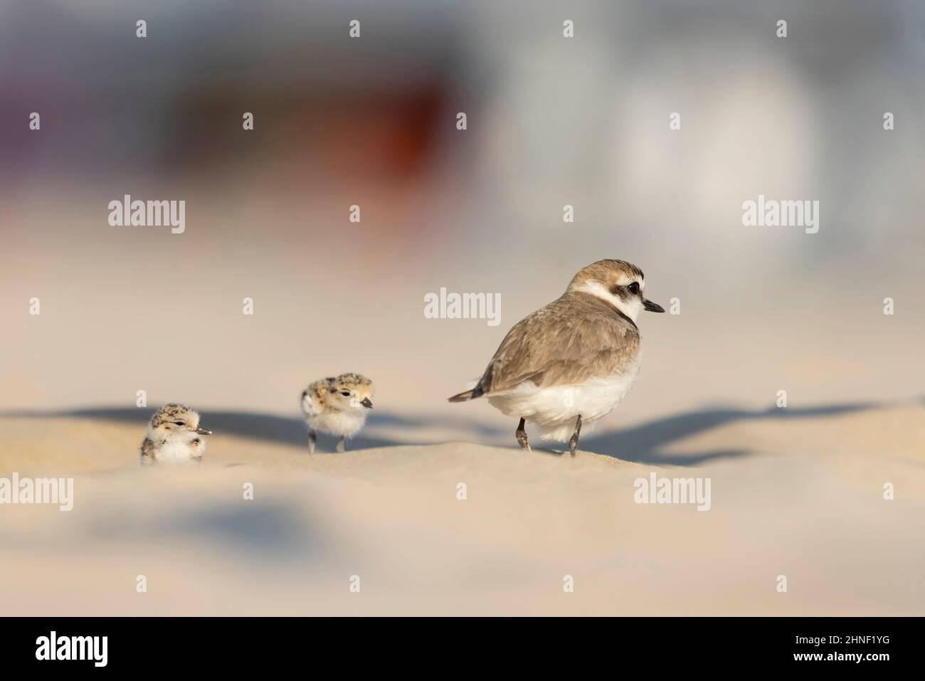 Kentish plover, father and baby bird Stock Photo - Alamy