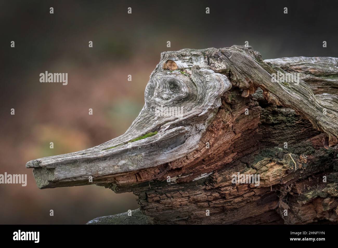 Old rotting tree stum looking like an animal with eyes Stock Photo - Alamy
