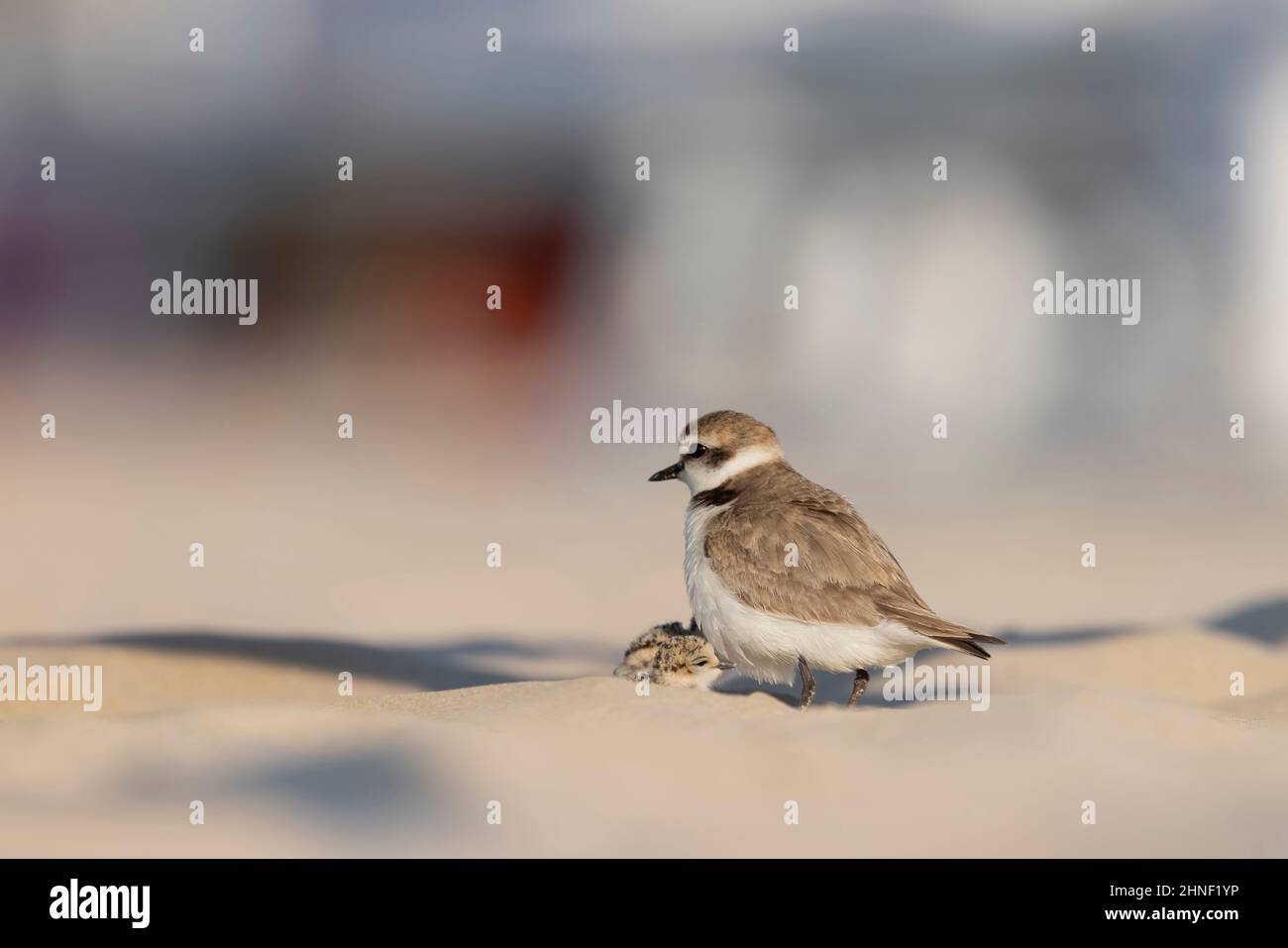 Kentish plover, father and baby bird Stock Photo - Alamy