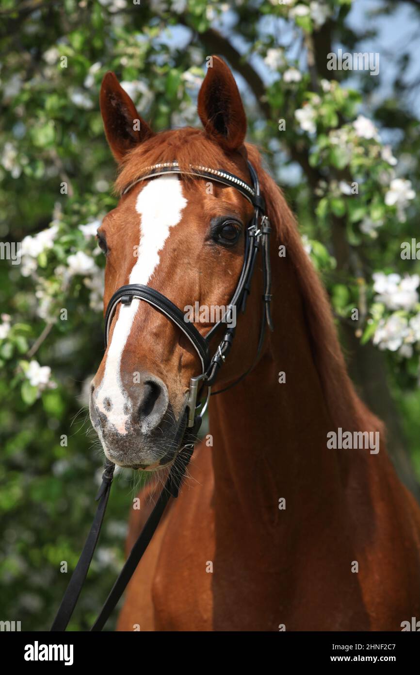 Budyonny horse in front of flowering tree Stock Photo - Alamy