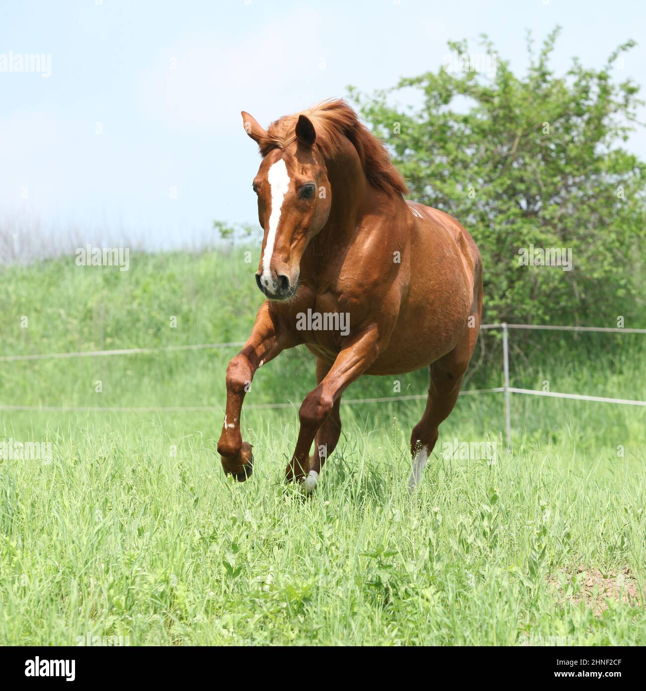 Beautiful chestnut Budyonny horse running in the grass Stock Photo - Alamy