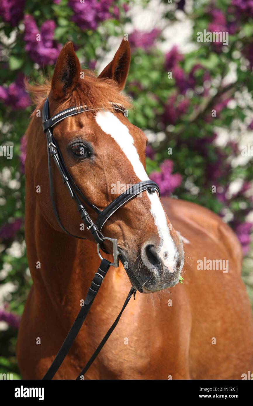 Beautiful Budyonny horse in front of flowering pipe-tree Stock Photo ...