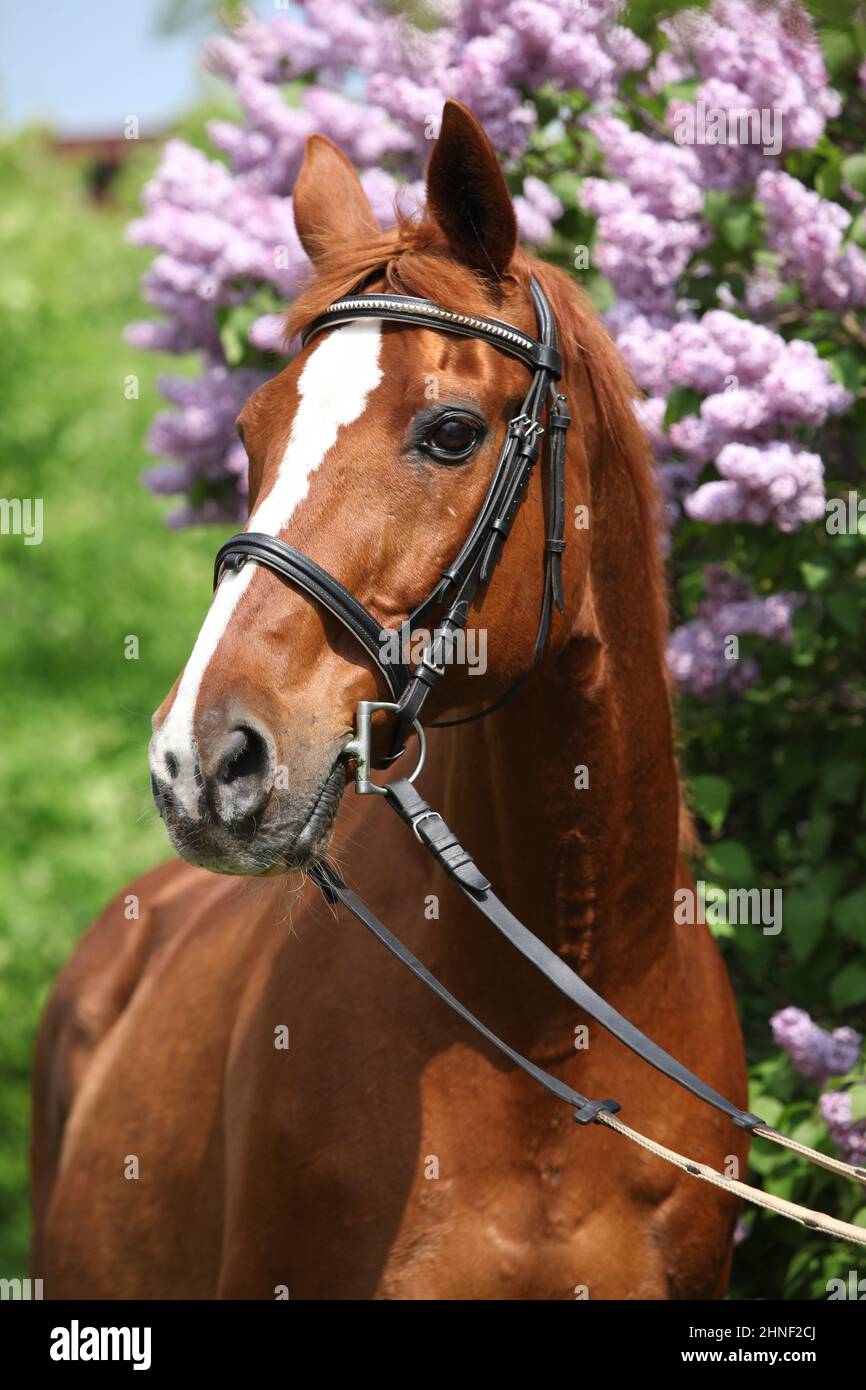 Amazing Budyonny horse in front of flowering pipe-tree Stock Photo - Alamy