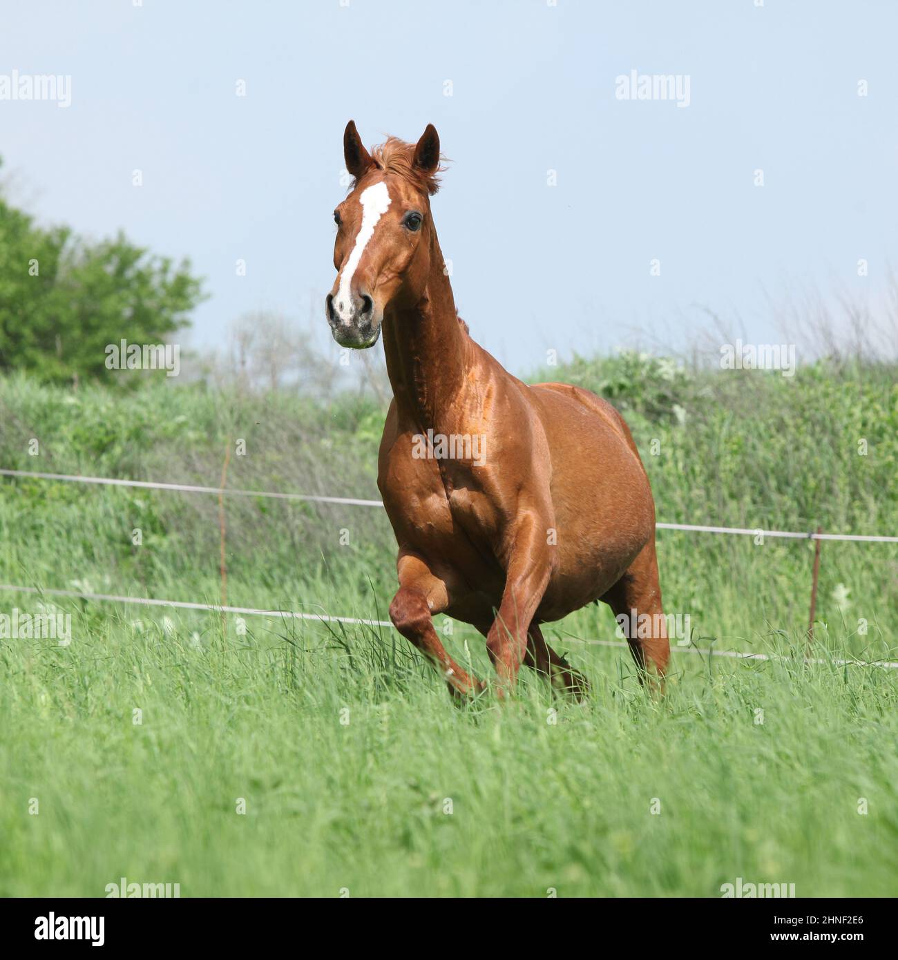 Beautiful chestnut Budyonny horse running in the grass Stock Photo - Alamy
